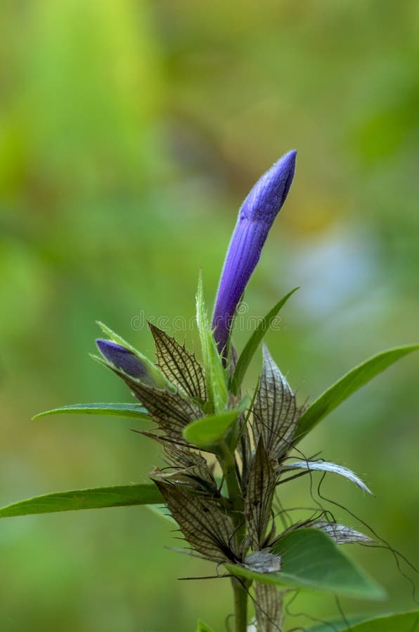 Bud of blue flower stock image. Image of blurred, garden - 87653521