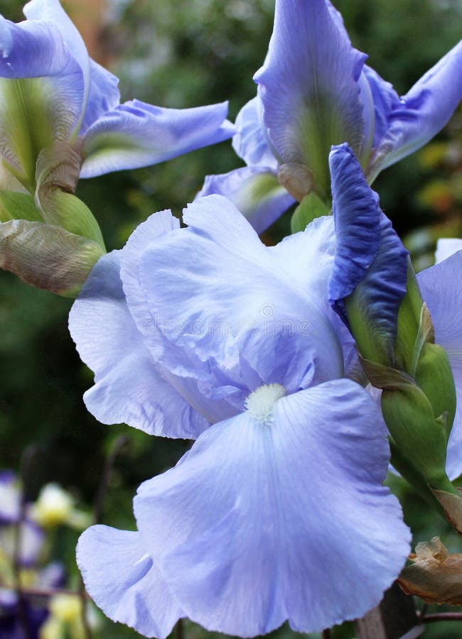 Bud of Blue Iris Against the Backdrop of Garden Foliage Stock Photo ...
