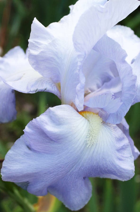 Bud of Blue Iris Against the Backdrop of Garden Foliage Stock Image ...