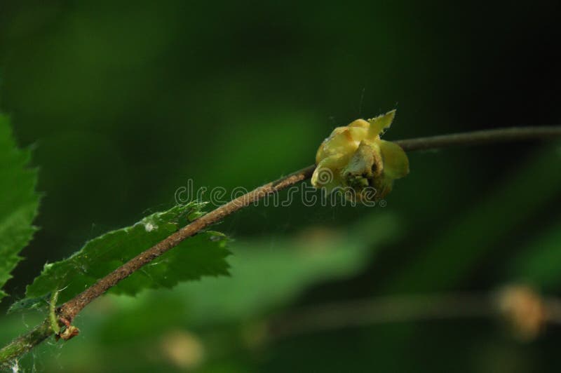 Branch of hazel with bud stock image. Image of leaf - 148982263