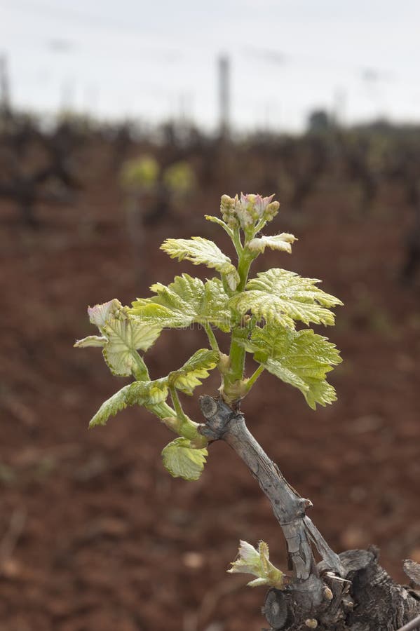 Bud break stock photo. Image of grapevine, foliage, agriculture - 27286998