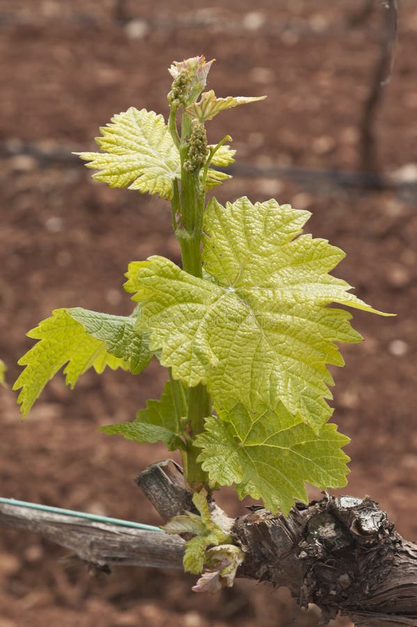 Bud break stock image. Image of raising, annual, rural - 27287101