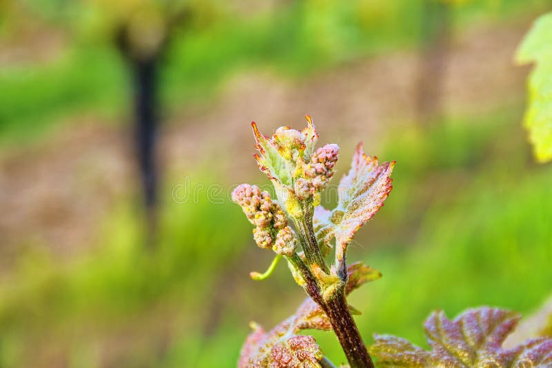 Bud Break of Grapevine on Green Backgound. Vineyard in Spring. Close-up ...