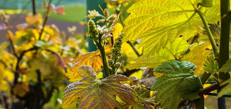 Bud Break of Grapevine on Green Backgound. Vineyard in Spring. Close-up ...