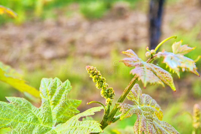 Bud Break of Grapevine on Green Backgound. Vineyard in Spring. Close-up ...