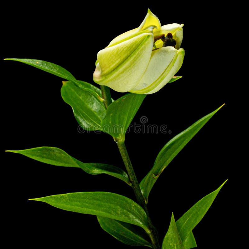 Bud of Brindle Lily Flower, Isolated on Black Background Stock Image ...