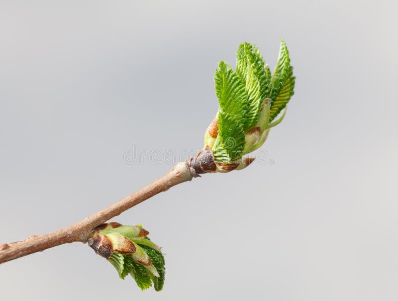 Bud burst on twig stock image. Image of freshness, macro - 190937375