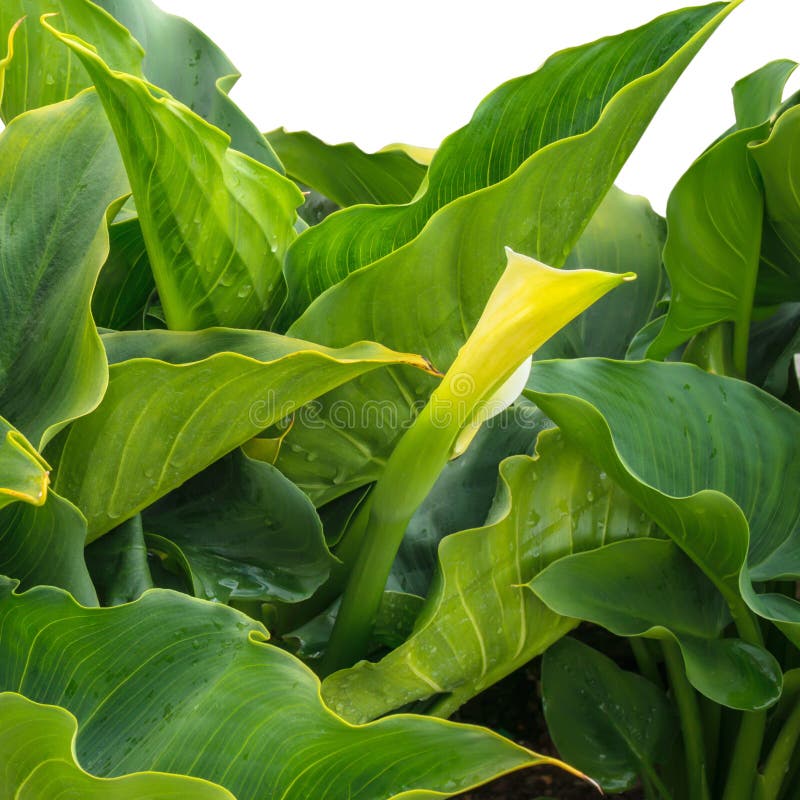 Bud of Calla Lily Flower with Drops is Isolated Stock Photo - Image of ...