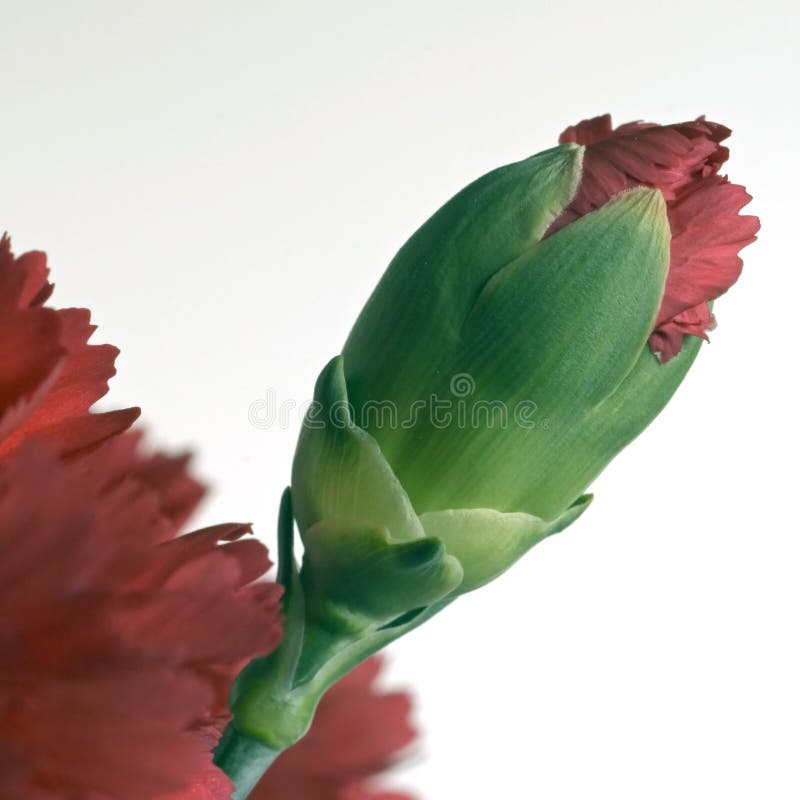 Bud carnation square stock photo. Image of bouquet, colours - 6987290