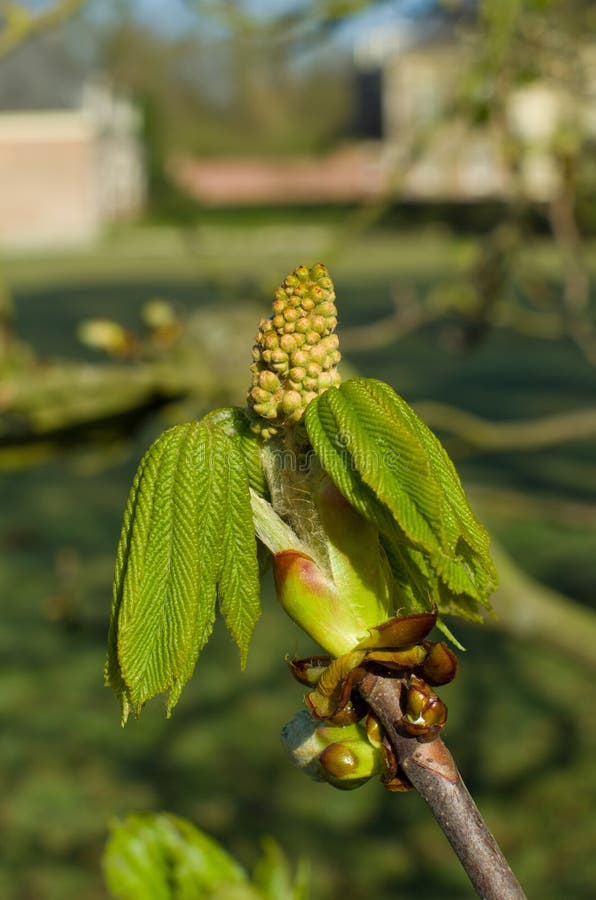 Bud of chestnut tree stock photo. Image of tree, increase - 33484930
