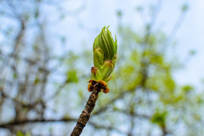 Bud chestnut stock image. Image of natural, opening, freshness - 73228095