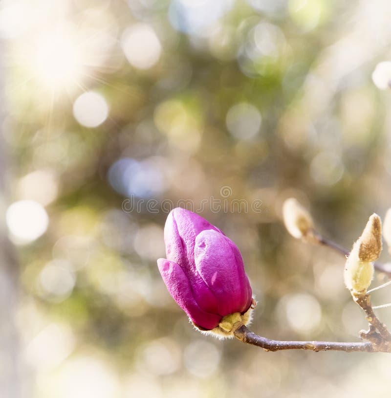 Bud from a Chinese Magnolia Tree Stock Photo - Image of bloom, floral ...