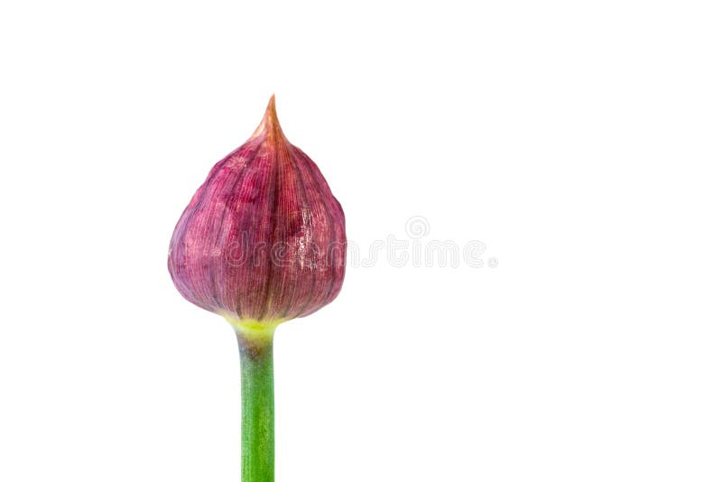 Bud of Chives Plants Isolated on White Background Stock Image - Image ...