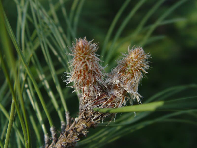 Bud on christmas tree stock photo. Image of branch, park - 89162992