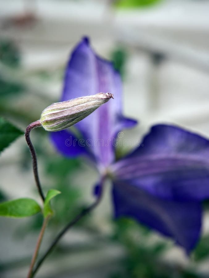 Bud of clematis stock photo. Image of growth, beauty - 13417410