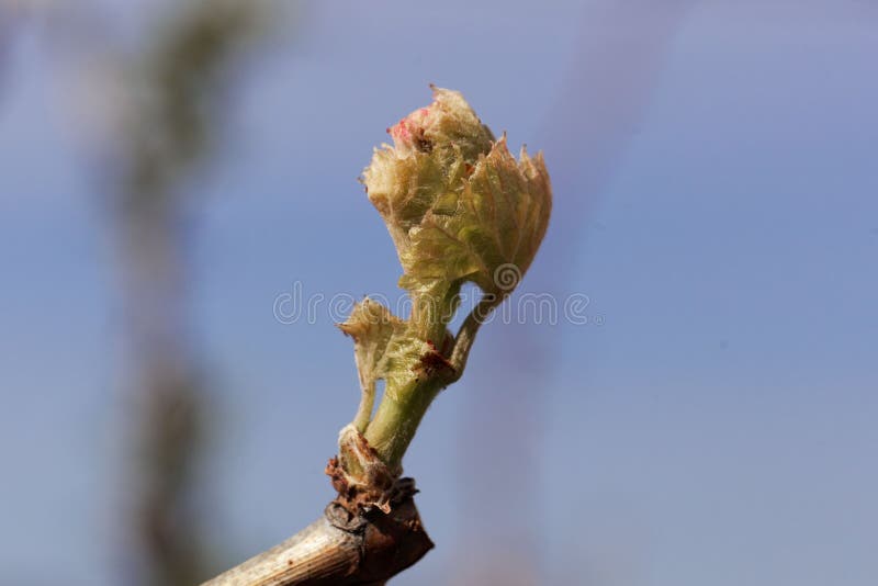 Bud of Common Grape Vine, Vitis Vinifera Stock Photo - Image of ...