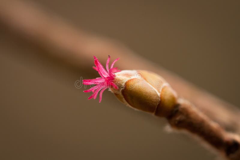 Bud of Corylus Avellana Spring. Stock Image - Image of flora, natural ...