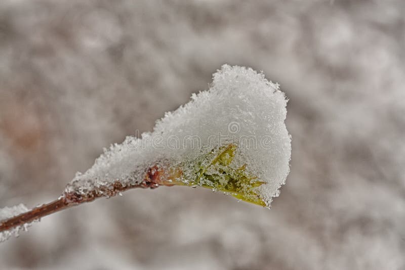Bud Covered in Snow stock photo. Image of alberta, closeup - 59526394