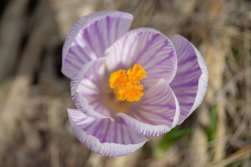 Bud of a crocus stock photo. Image of dacha, flowers - 170940650
