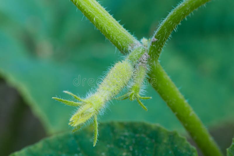 Bud of Cucumber with Flower on Farm in a Greenhouse Stock Photo - Image ...