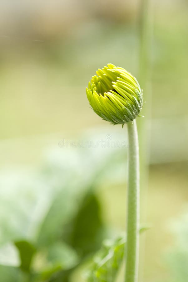 Daisy Bud stock image. Image of macro, petal, yellow - 15526457