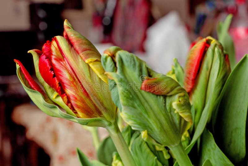 Bud dressing of red tulips stock photo. Image of bunch - 53422692