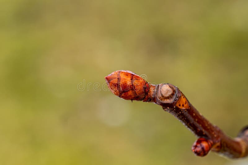 A Bud in Early Spring on a Branch of a Chestnut Tree. Spring Time in ...