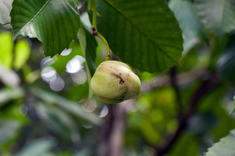 Bud Elephant Apple Dillenia Philippinensis Stock Photos - Free ...
