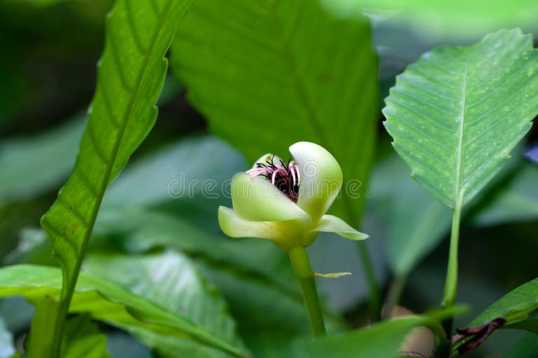 Bud of an Elephant Apple, Dillenia Philippinensis Stock Image - Image ...