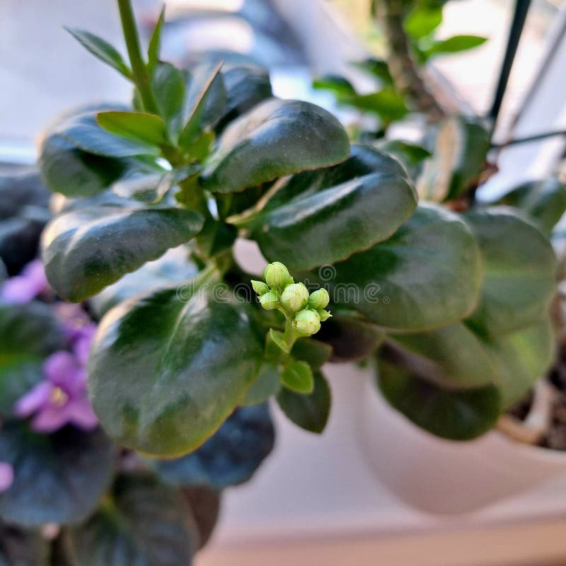 Bud in the first phase stock photo. Image of bloosom - 300901460