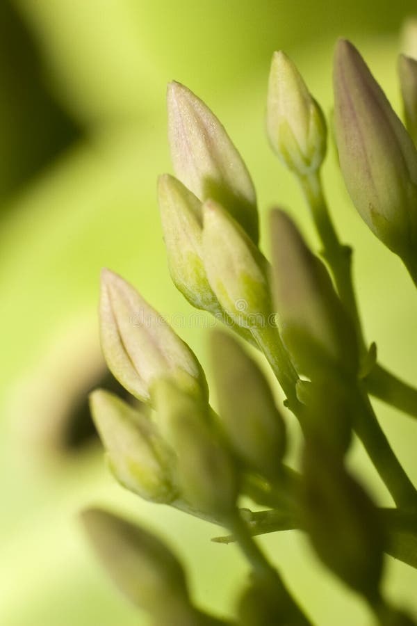 Bud of flower stock photo. Image of close, green, petal - 4427440