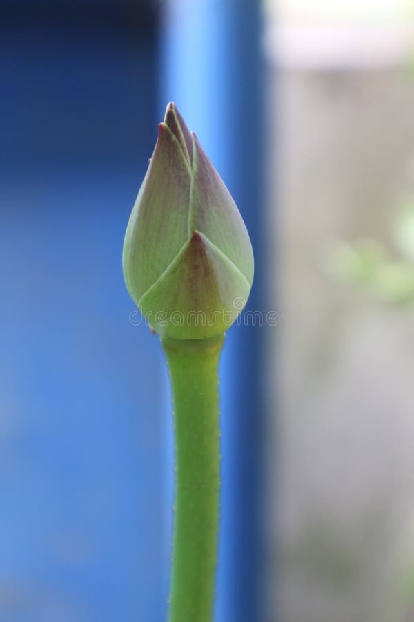Bud, Flower, Plant, Plant Stem Picture. Image: 110462745