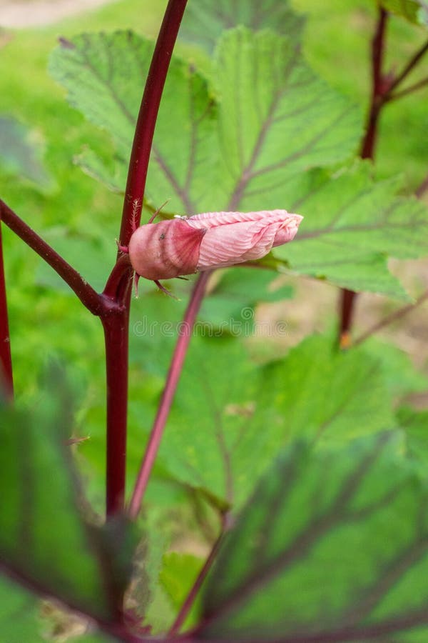 Young red okra stock photo. Image of agriculture, stem - 99569130