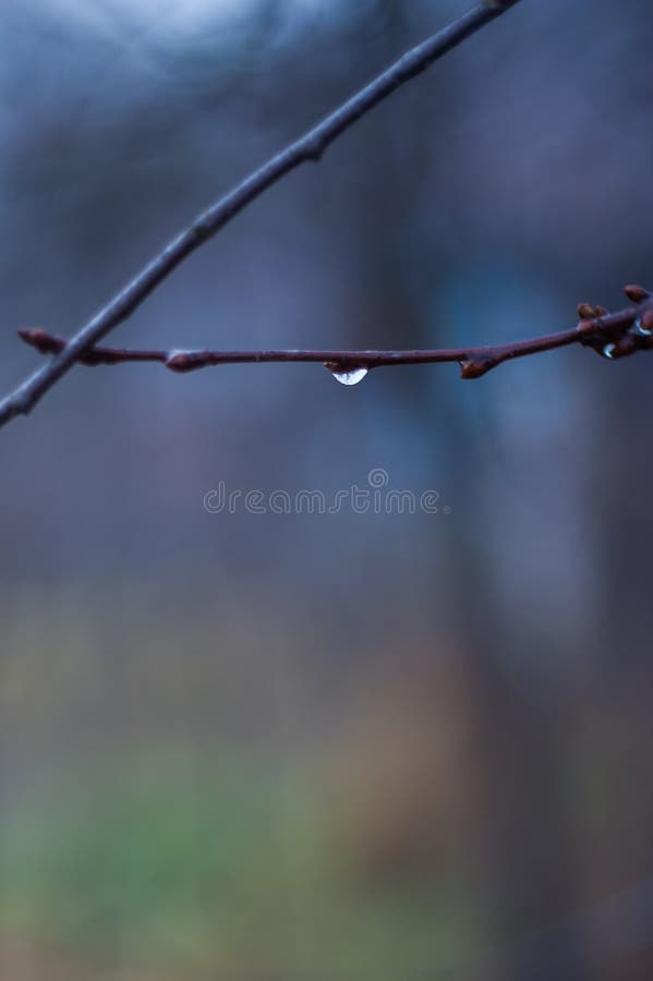 Bud Flowering. Close Up a White Budding Flower on Tree Branch on ...