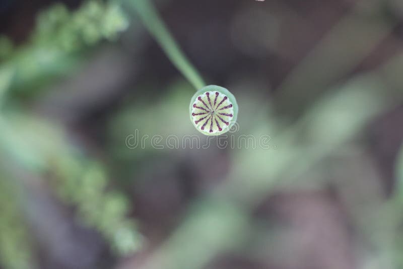 Plants and Flowers stock image. Image of plants, focused - 114834307