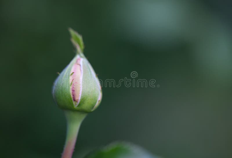 Bud of Fresh Garden Rose. Selective Focus Stock Photo - Image of spring ...