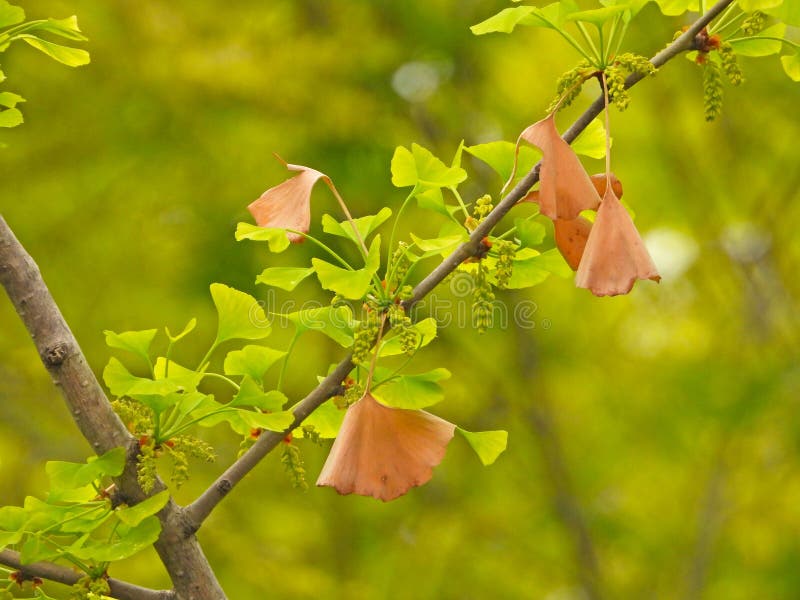 The bud of Ginkgo biloba stock image. Image of branch - 314648837