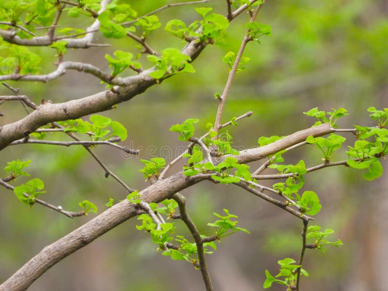 The bud of Ginkgo biloba stock photo. Image of branch - 314648872