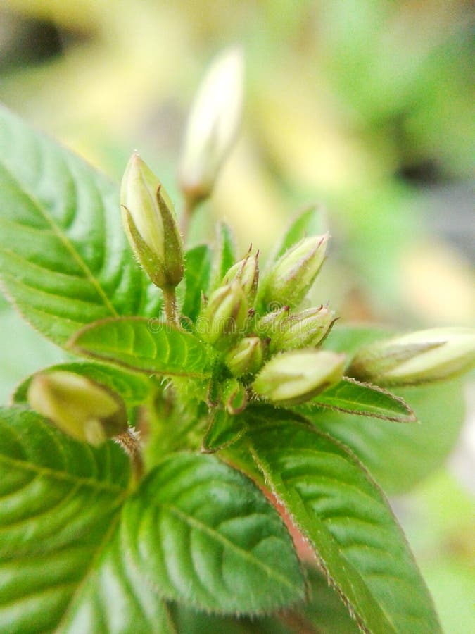Asian Spider flower stock photo. Image of cleome, vicosa - 53496432