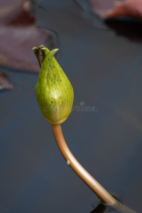 Bud and Green Stem of Water Lily Stock Photo - Image of pond, flower ...