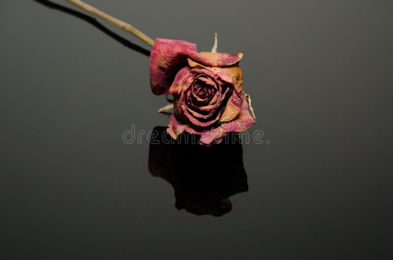 Dried Red Rose on a Reflective Black Sheet Stock Image - Image of ...