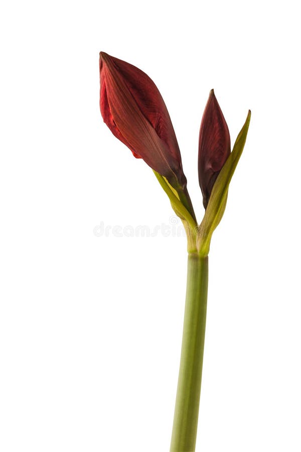 Bud Hippeastrum (amaryllis) "Red Torro" on White Background Isolated ...