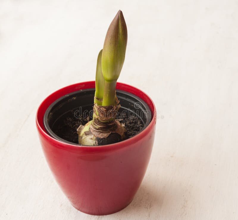Bud Hippeastrum in pot stock photo. Image of cultivate - 88252008