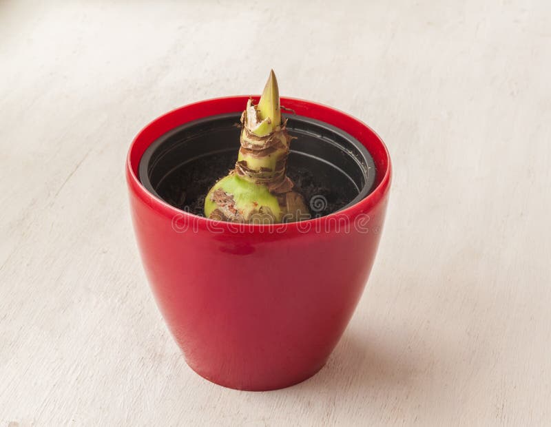 Bud Hippeastrum stock image. Image of closeup, droplets - 74539689