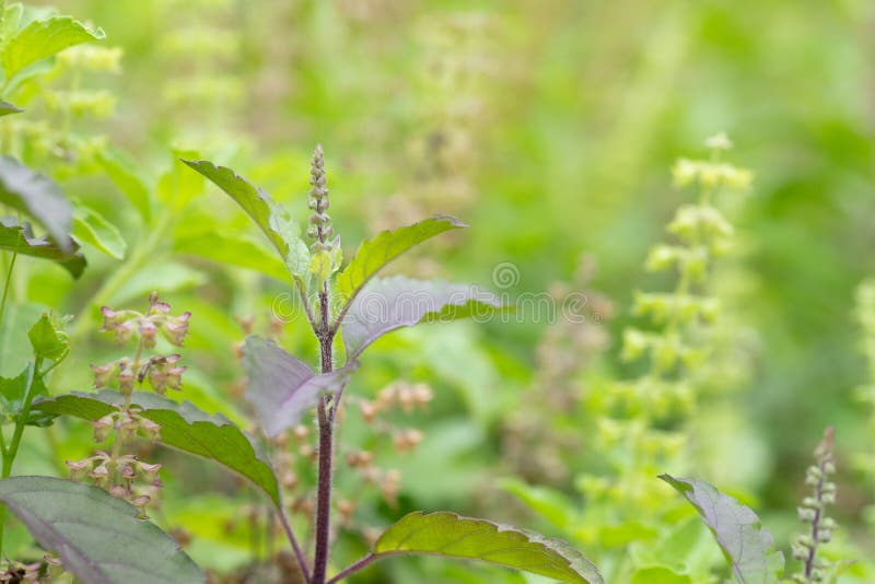 Bud of Holy Basil on Blurred Background Stock Image - Image of nature ...