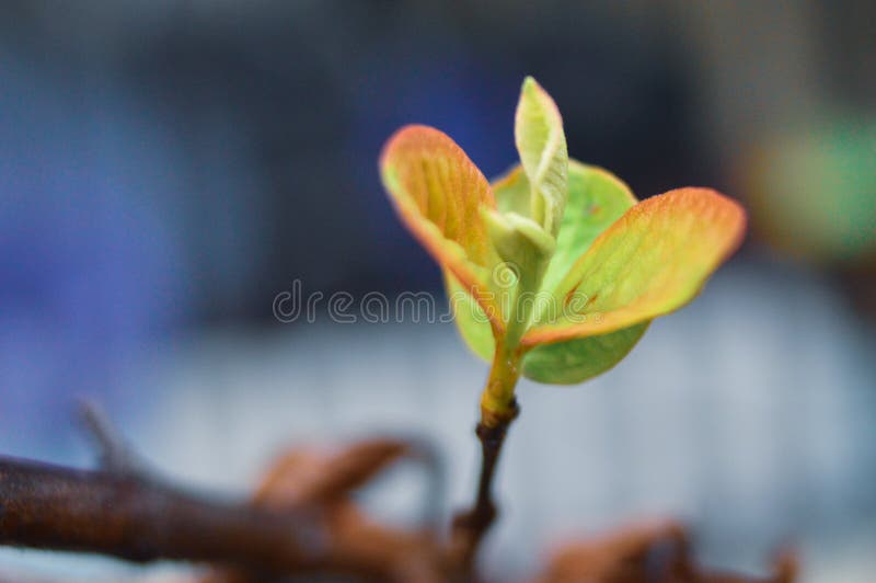 A Bud, a Hope, and New Life : Tree Stock Photo - Image of green, shrub ...