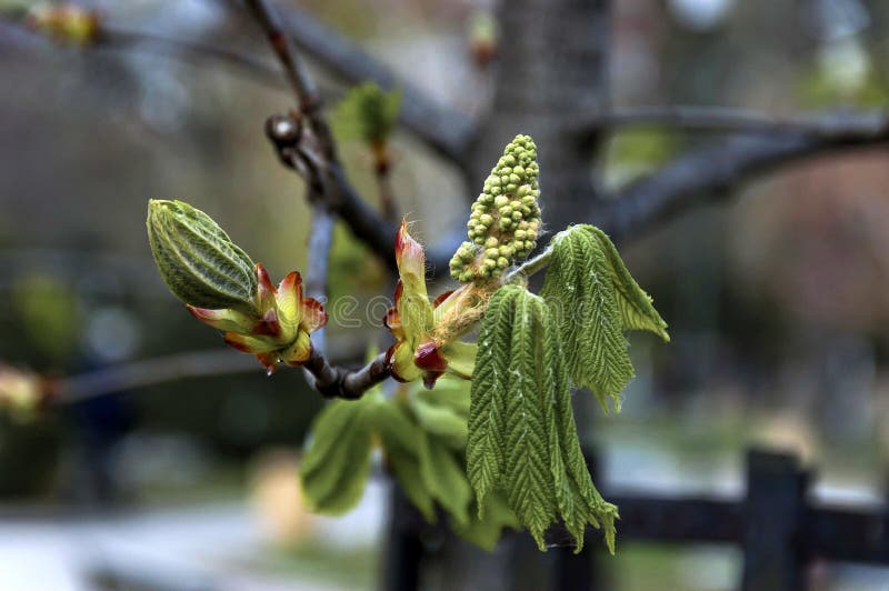 Bud of horse chestnut twig stock image. Image of springtime - 50127785