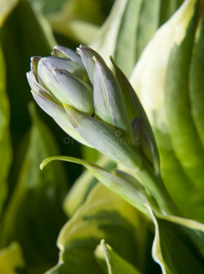 Bud of hosta flower stock image. Image of green, nature - 32457679