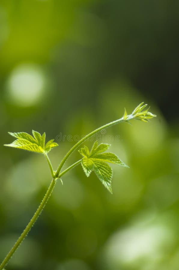 The Bud of Humulus Scandens Stock Image - Image of closeup, life: 31869379