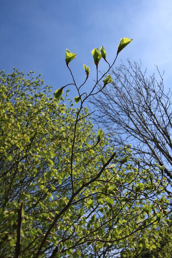 Bud Leaf of Beech Tree in Spring Stock Photo - Image of nature ...